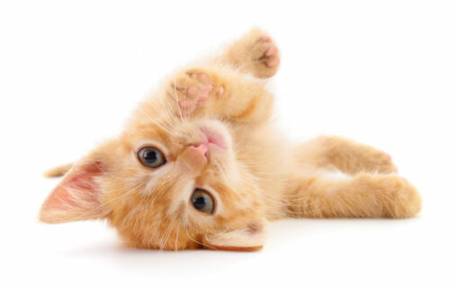 Hrănirea puilor de pisică | Informații esențiale în zooplus Ghid