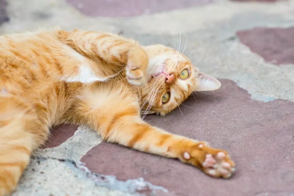 Pubertatea la pisici: când ajung felinele la maturitate | zooplus Ghid