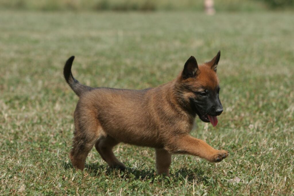 Ciobănesc Belgian (Malinois): caracteristici generale | zooplus Ghid