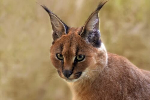 Caracal (Râs african) - O felină specială - Caracteristici, Dietă