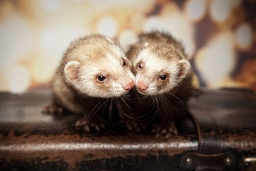 Dihorul - Ghidul animalelor mici de companie | zooplus Ghid