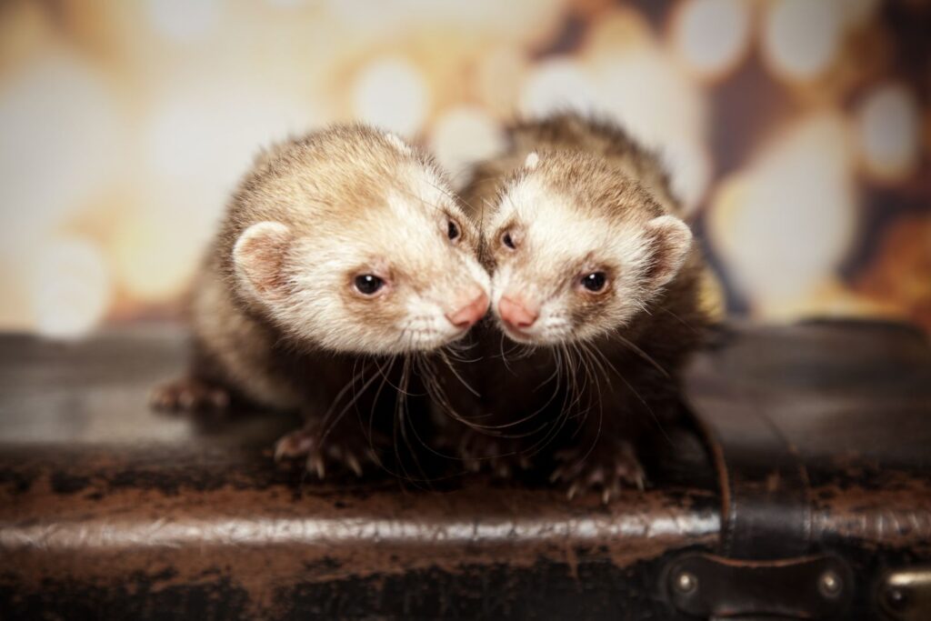 Dihorul - Ghidul animalelor mici de companie | zooplus Ghid