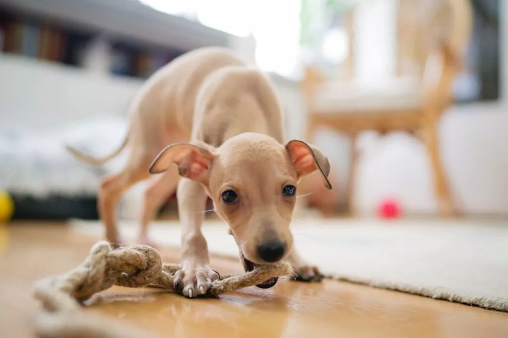 Ogarul Italian (Italian Greyhound) - zooplus Ghid
