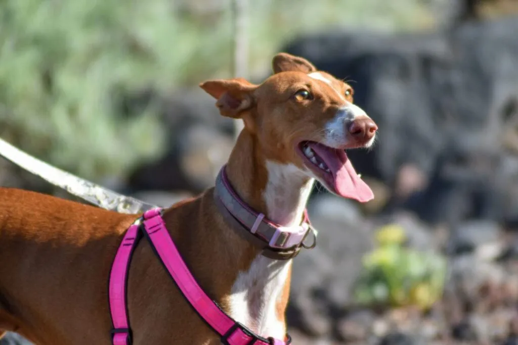 Podenco Canario | zooplus Ghid