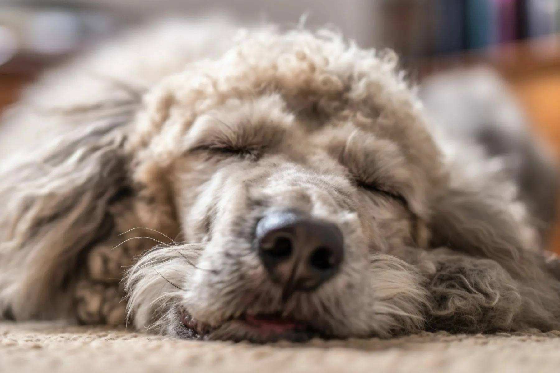 Câinele meu sforăie: când ar trebui să mă îngrijorez? | zooplus Magazine